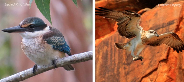 Magnificent Birds of The Kimberley
